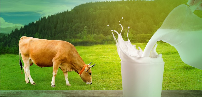 Cow Milk – A Super food in Disguise - Heritage Foods Limited